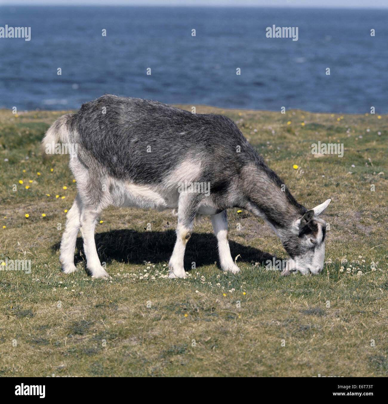 Goat - Capra hircus Stock Photo - Alamy