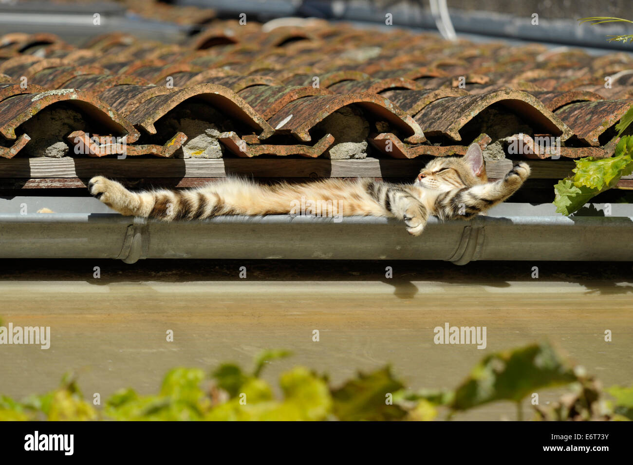 Cat in a gutter hi-res stock photography and images - Alamy