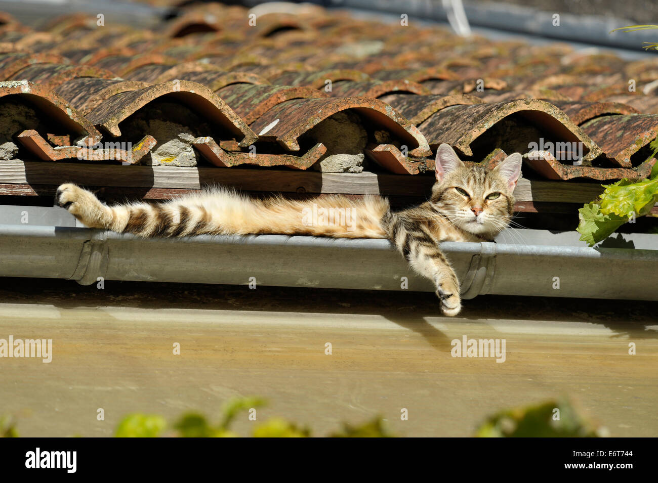 Tiggy the cat resting in a rooftop gutter Stock Photo - Alamy