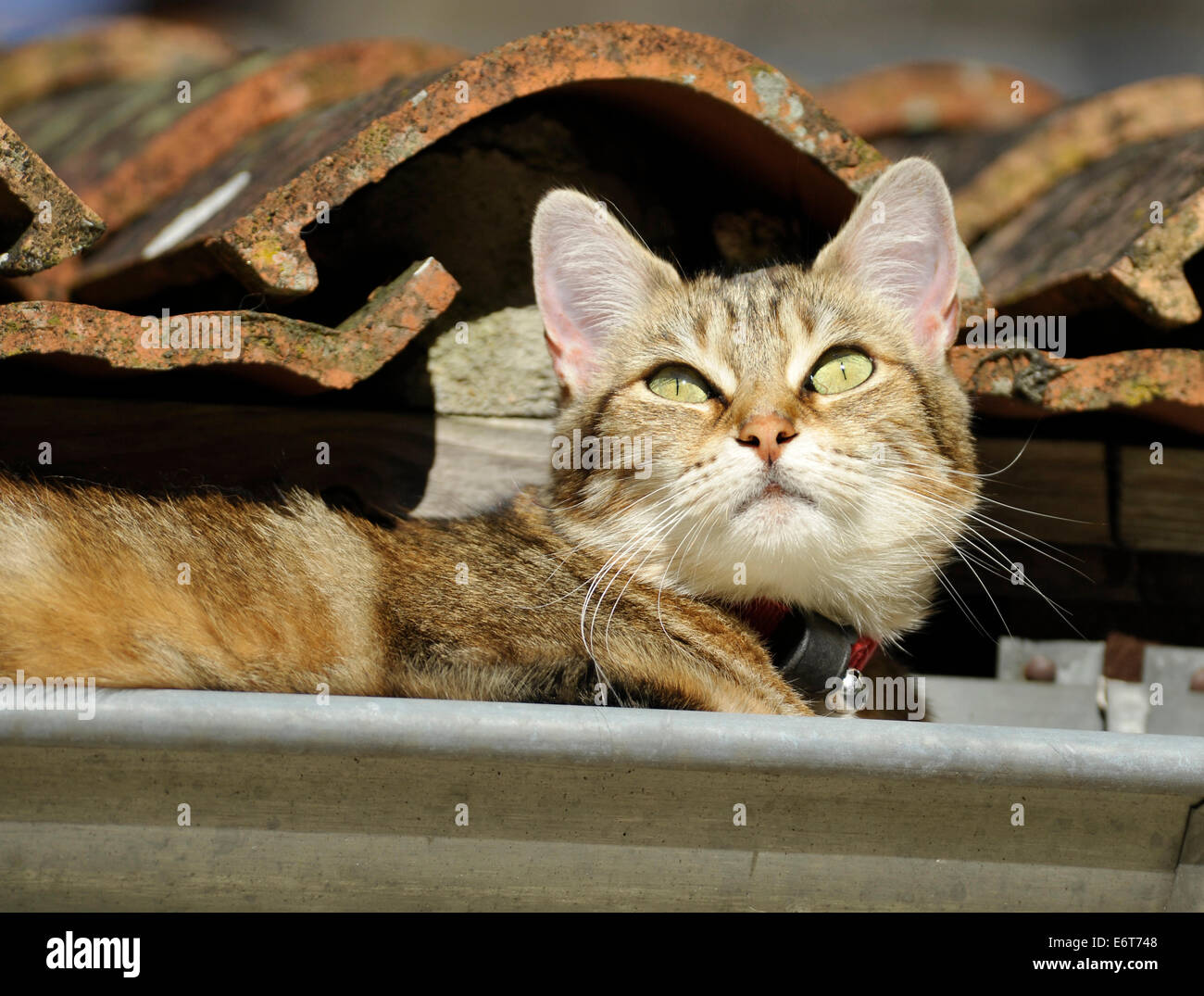 Cat in a gutter hi-res stock photography and images - Alamy
