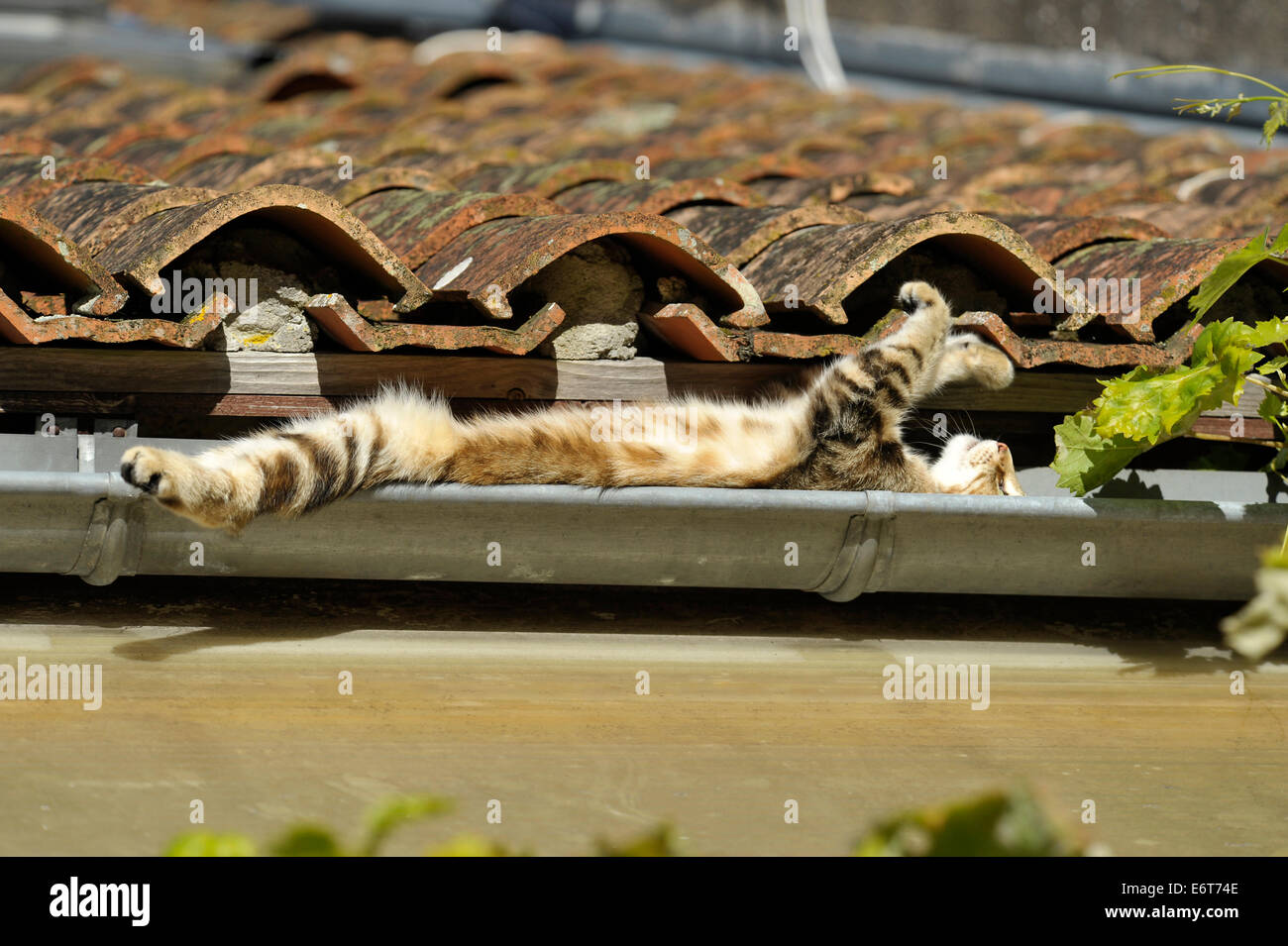 Tiggy the cat resting in a rooftop gutter Stock Photo - Alamy