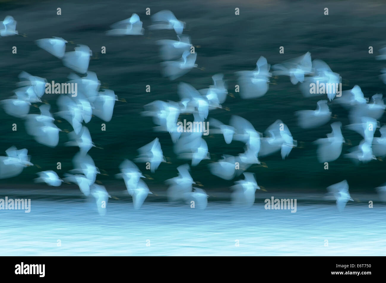 Snowy egret flock flight abstract Stock Photo - Alamy