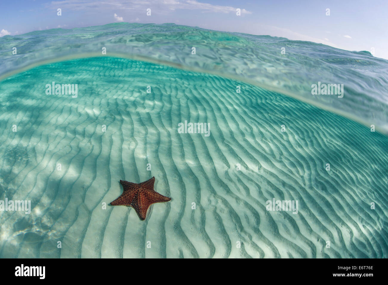 Starfish in Lagoon, Oreaster reticulatus, Turneffe Atoll, Caribbean ...