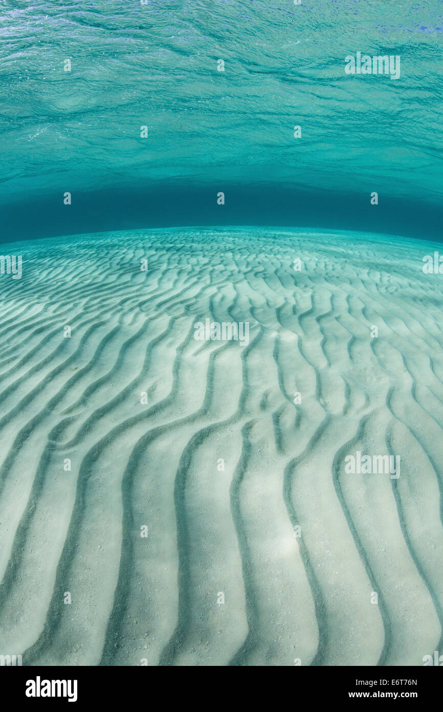 Shallow sea fish caribbean hi-res stock photography and images - Alamy