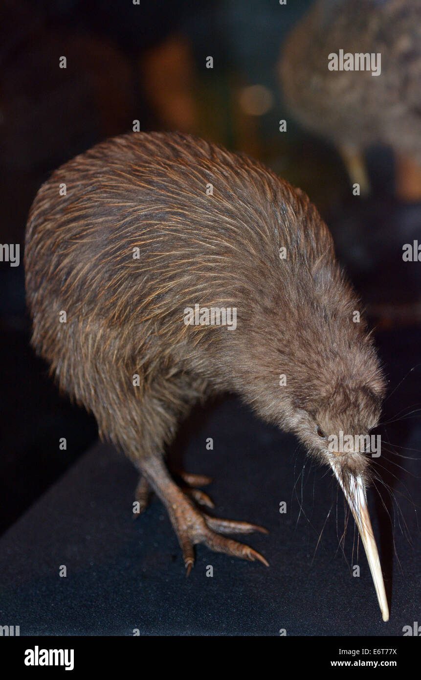 North Island Brown Kiwi Stock Photos & North Island Brown Kiwi Stock ...