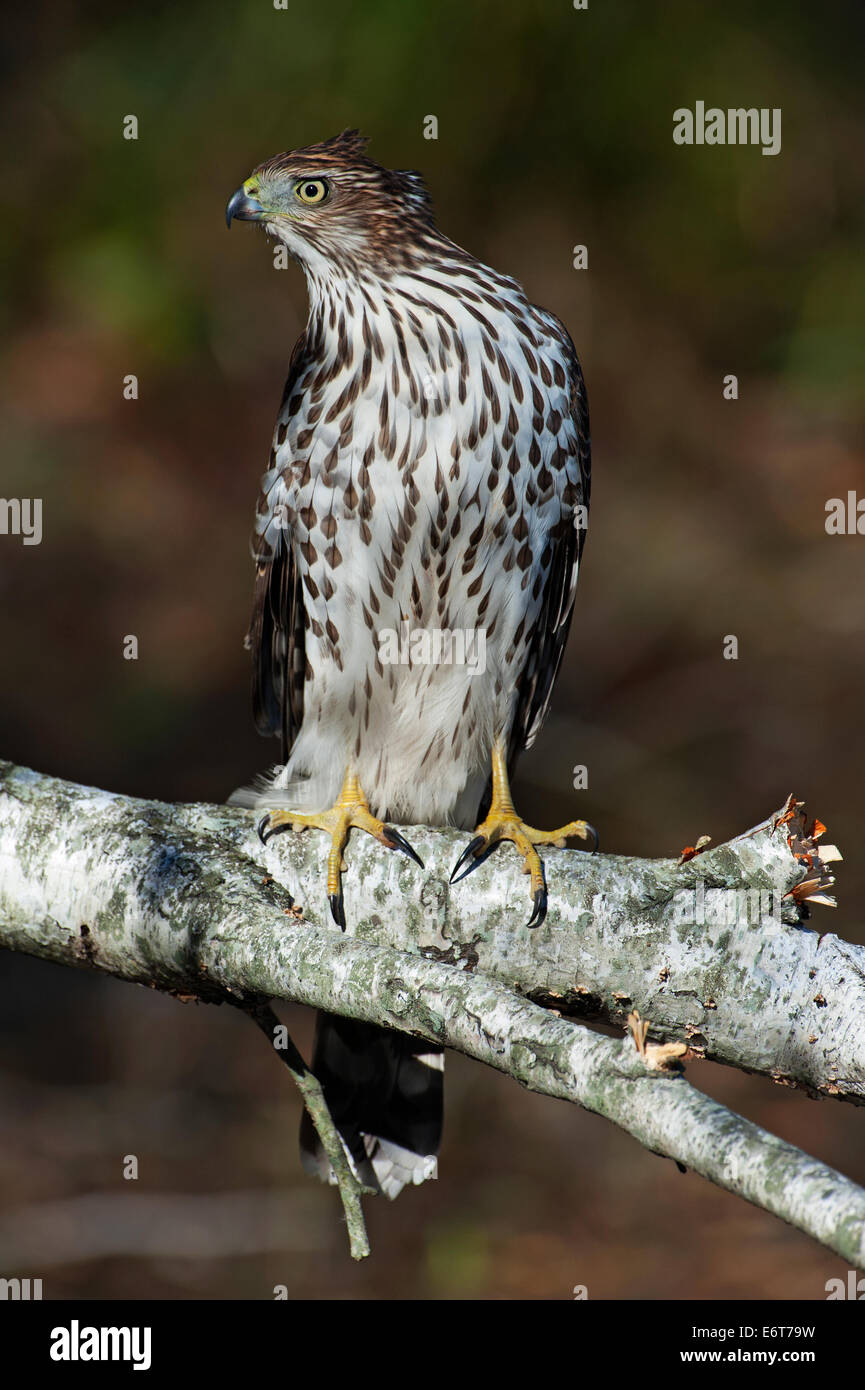 Juvenile Cooper's hawk, Accipiter cooperii, perched in autumn birch ...