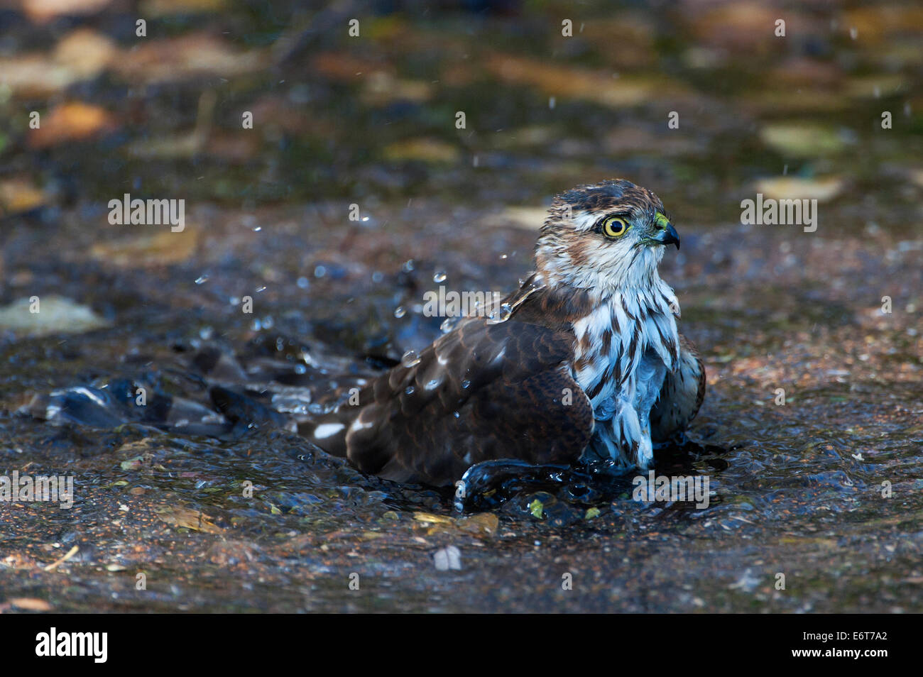 Juvenile sharp-shinned hawk bathing Stock Photo - Alamy