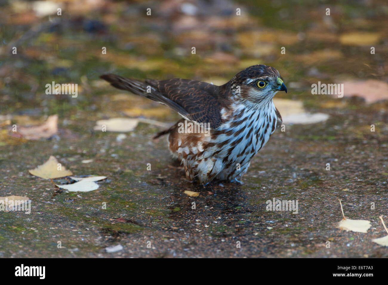 Juvenile sharp shinned hawk hi-res stock photography and images - Alamy
