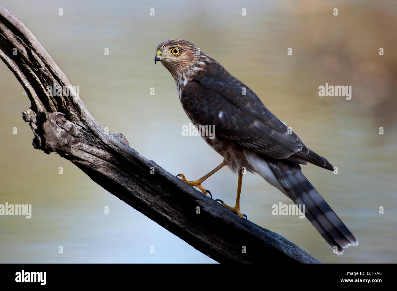 Juvenile sharp shinned hawk hi-res stock photography and images - Alamy