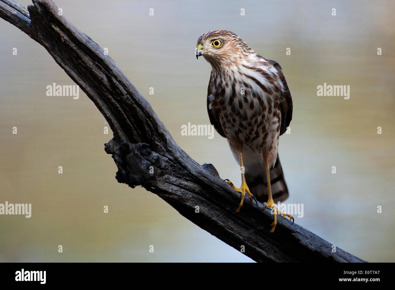 Juvenile sharp shinned hawk hi-res stock photography and images - Alamy