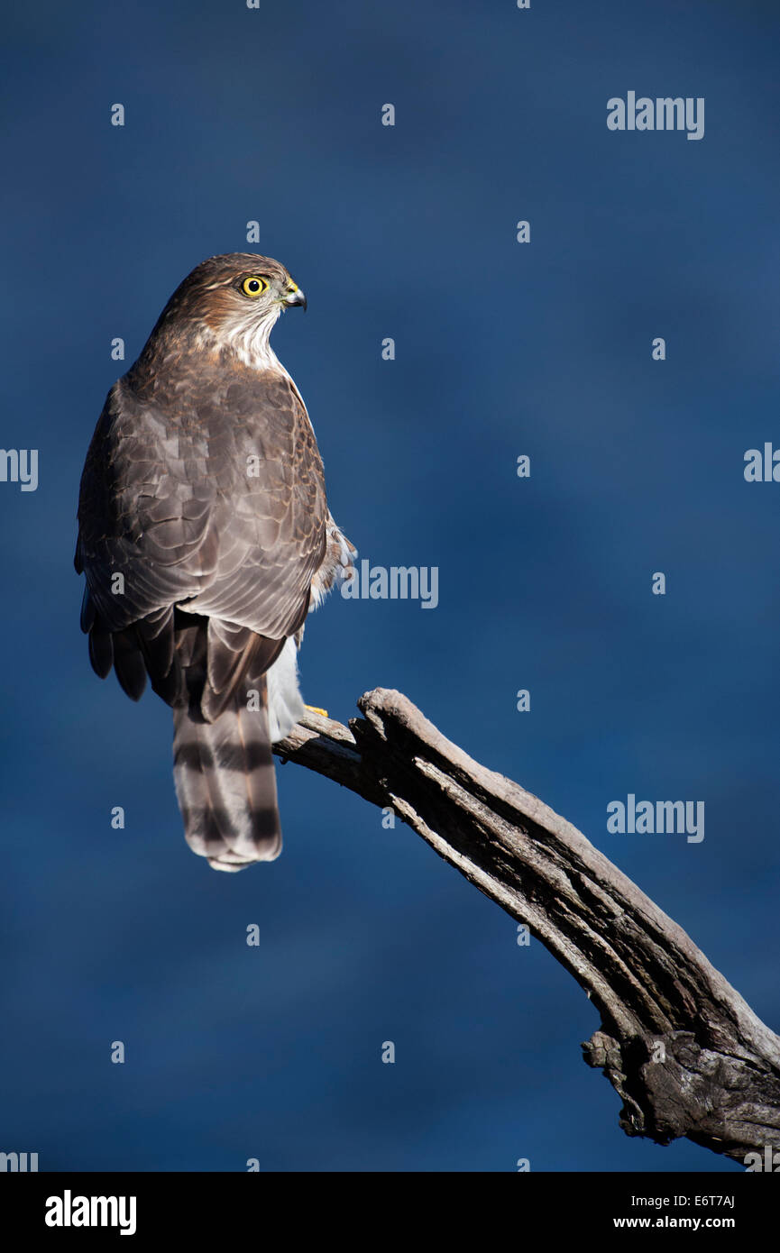 Juvenile sharp shinned hawk hi-res stock photography and images - Alamy