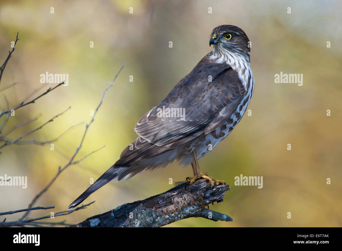 Juvenile sharp-shinned hawk in autumn hawk migration Stock Photo - Alamy