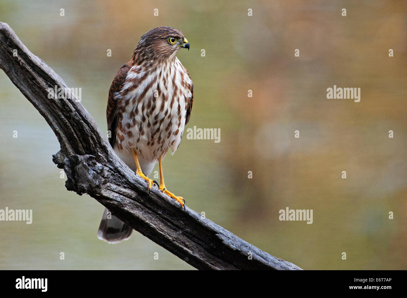 Juvenile sharp shinned hawk hi-res stock photography and images - Alamy