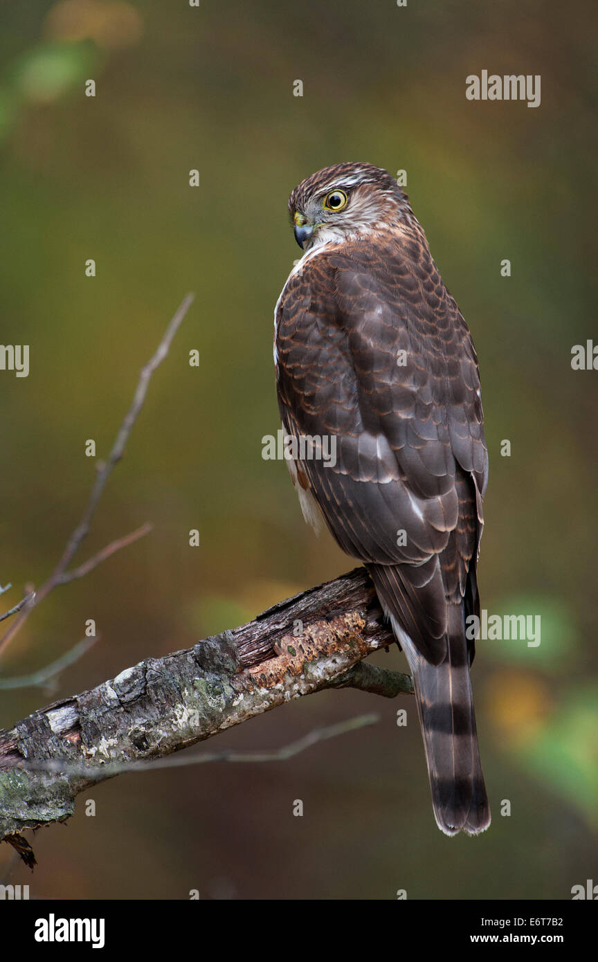Juvenile sharp shinned hawk hi-res stock photography and images - Alamy