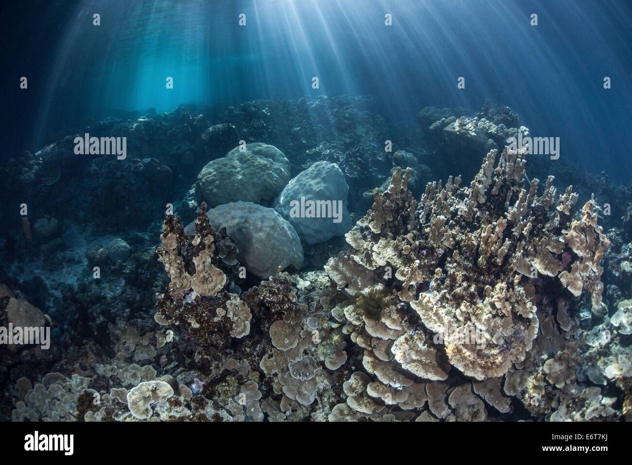 Coral Reef of Palau, Micronesia, Palau Stock Photo - Alamy
