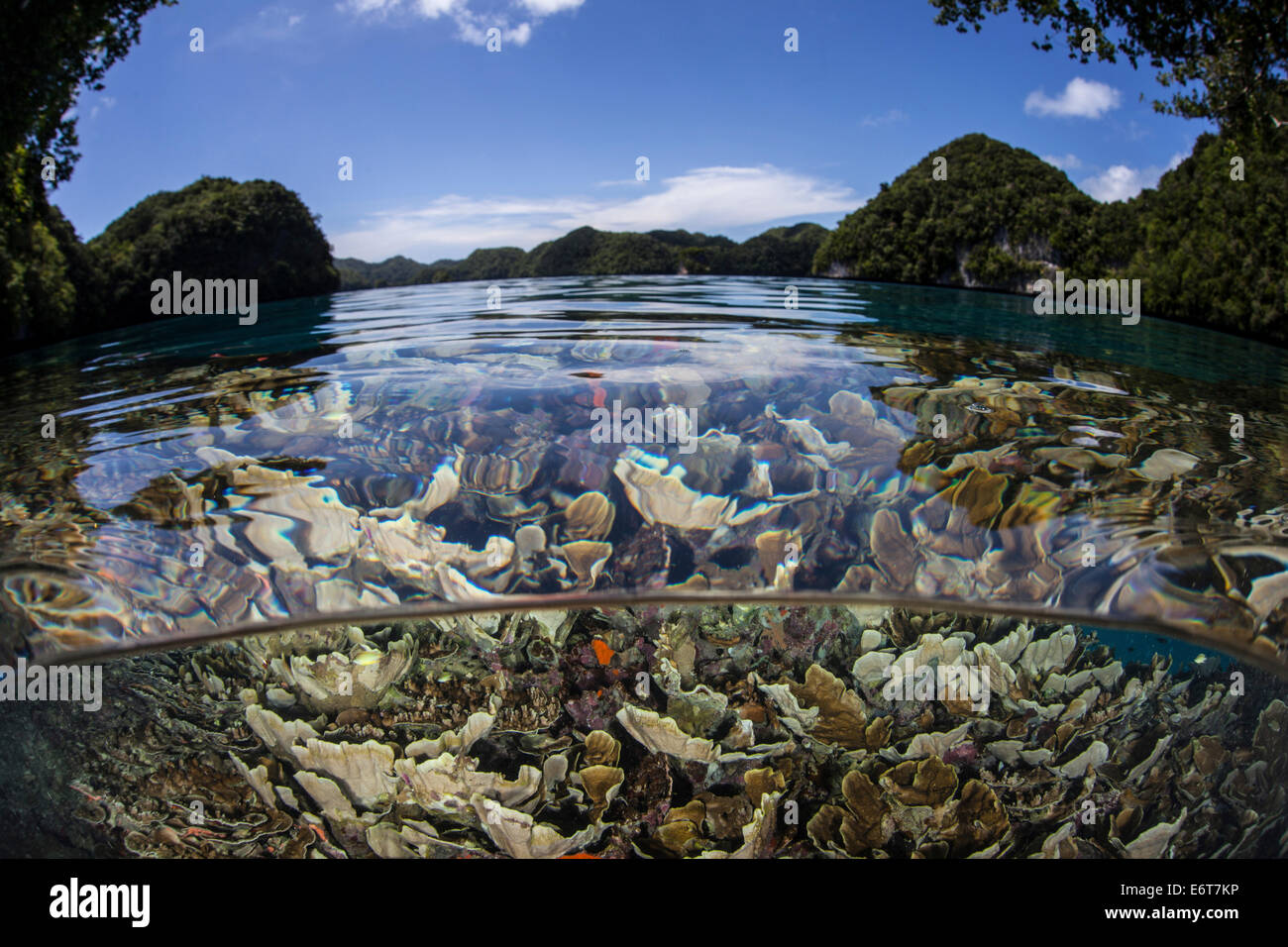 Coral Reef of Palau, Micronesia, Palau Stock Photo - Alamy