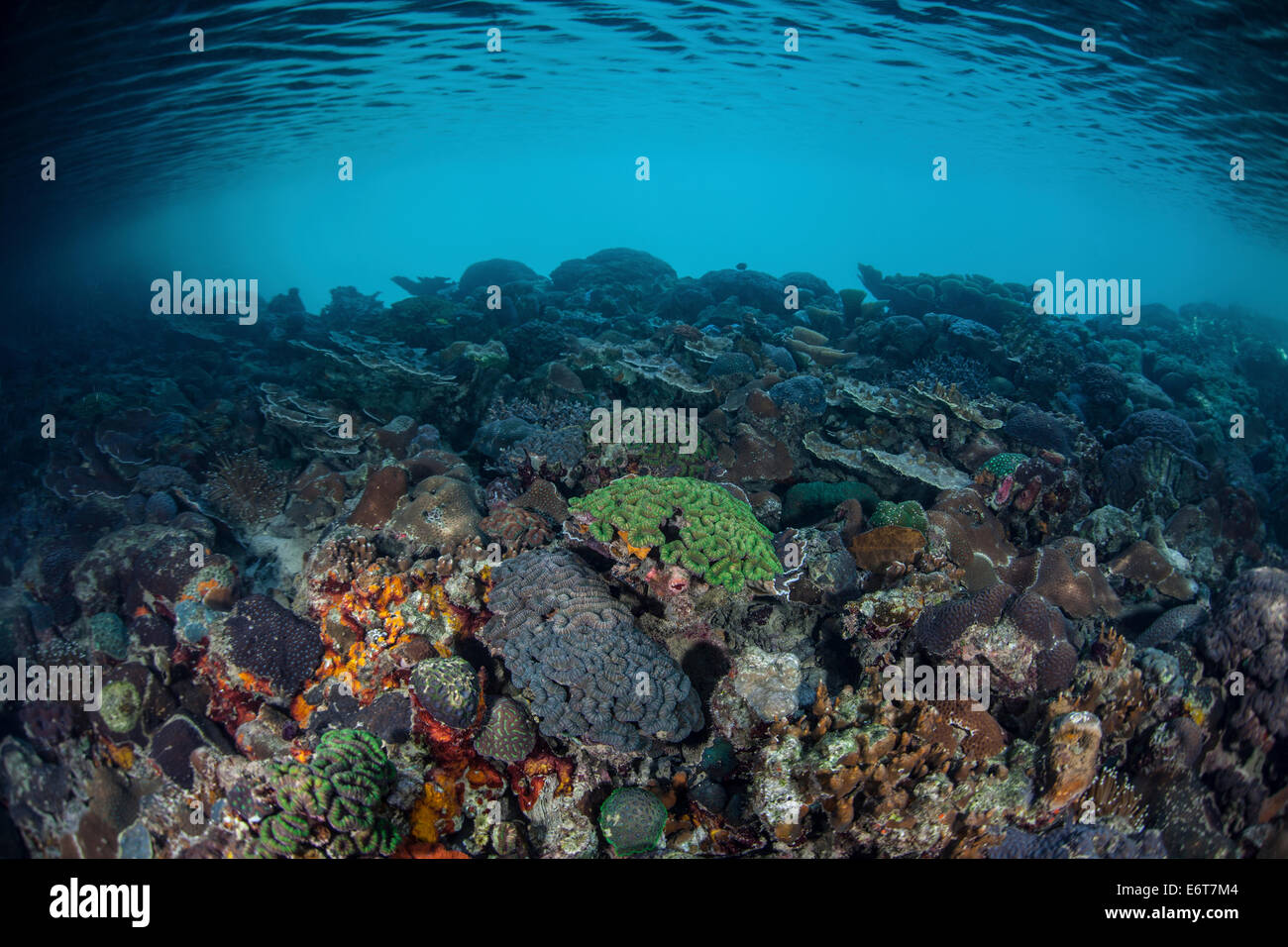 Coral Reef of Palau, Micronesia, Palau Stock Photo - Alamy