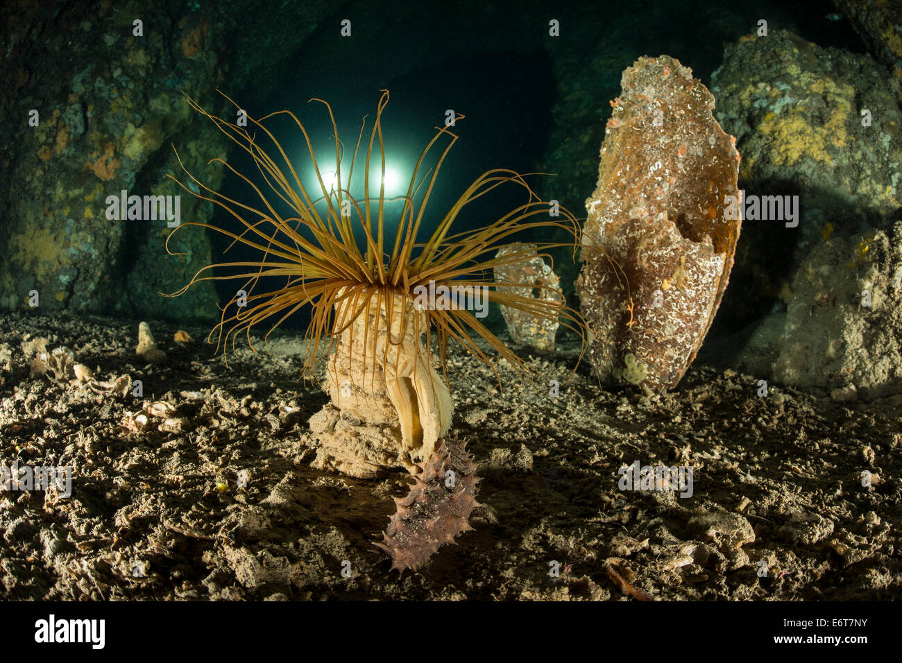 Tube Anemone in Cave, Cerianthus membranaceus, Bisevo Island, Adriatic ...