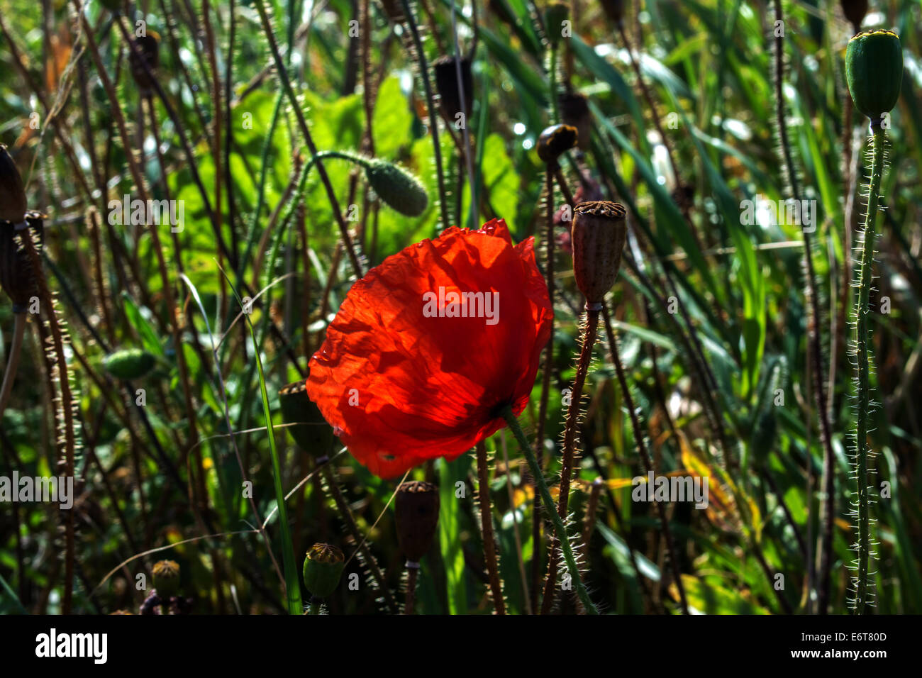 Poppy seedheads hi-res stock photography and images - Alamy