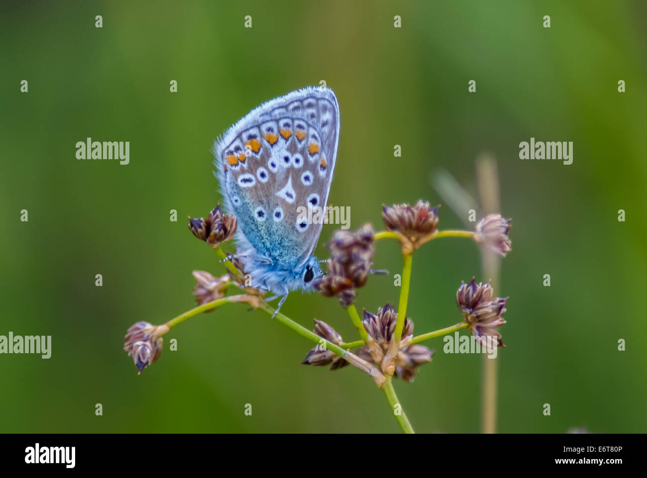 Butterfly profile hi-res stock photography and images - Alamy