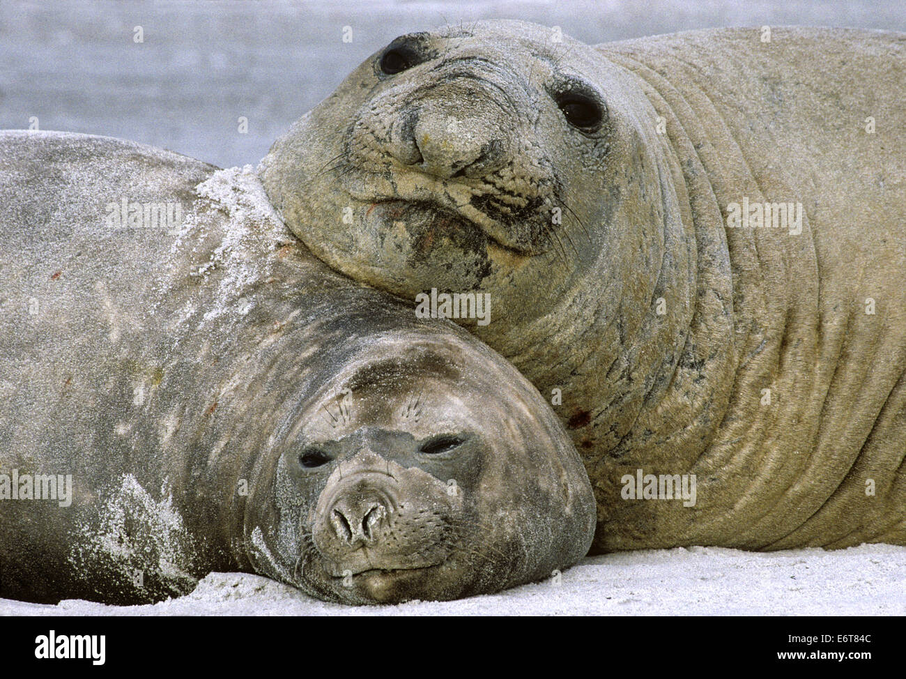 Southern Elephant Seal - Mirounga leonina Stock Photo - Alamy