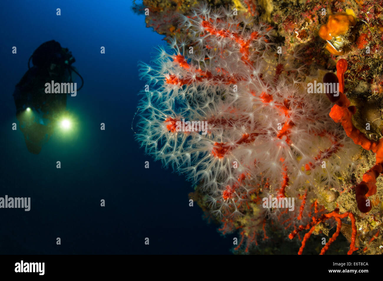 Red Precious Coral, Corallium rubrum, Bisevo Island, Adriatic Sea ...