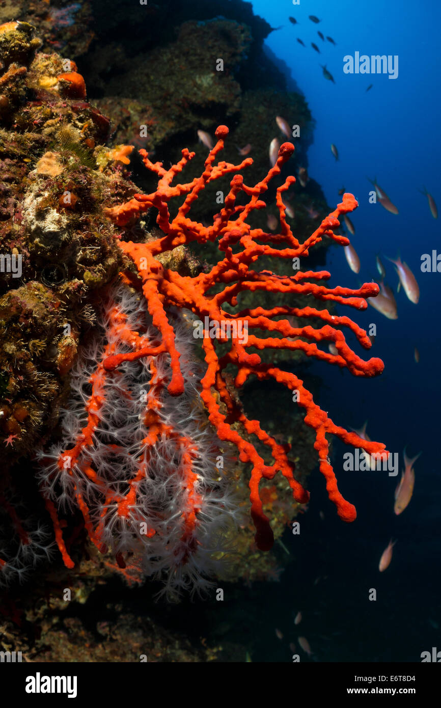 Red Precious Coral, Corallium rubrum, Bisevo Island, Adriatic Sea ...