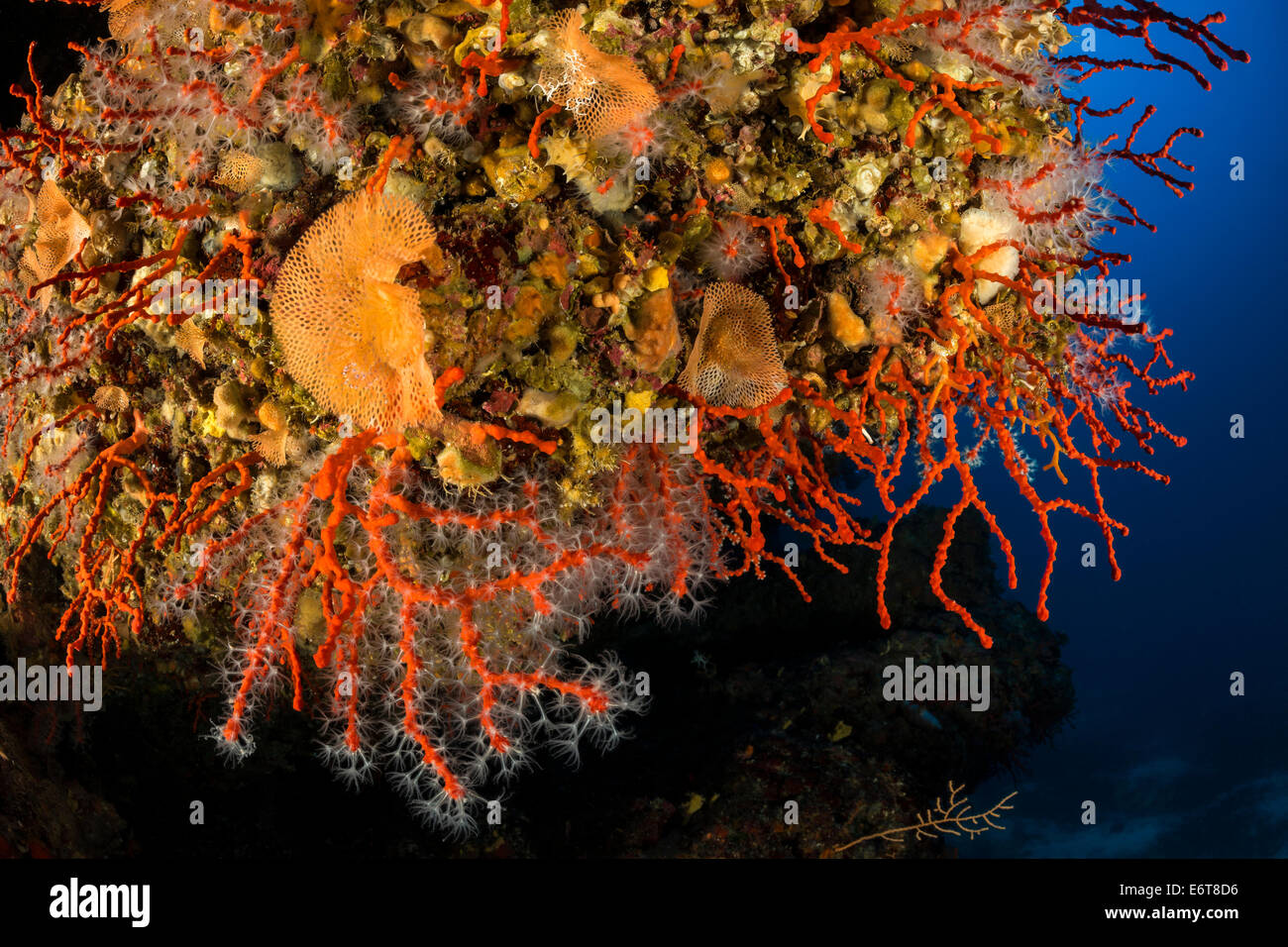 Red Precious Coral, Corallium rubrum, Bisevo Island, Adriatic Sea ...