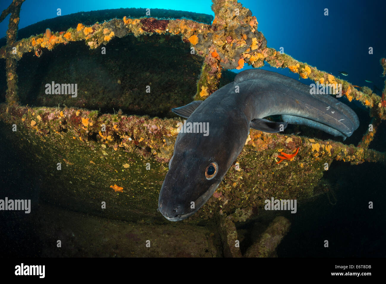 European Conger at Teti Wreck, Conger conger, Vis Island, Adriatic Sea ...