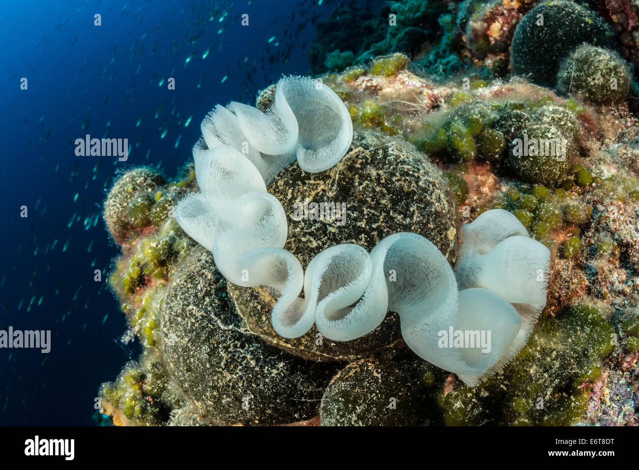 Nudibranch and egg hi-res stock photography and images - Alamy