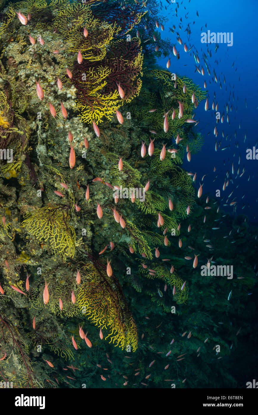 Variable swallowtail hi-res stock photography and images - Alamy