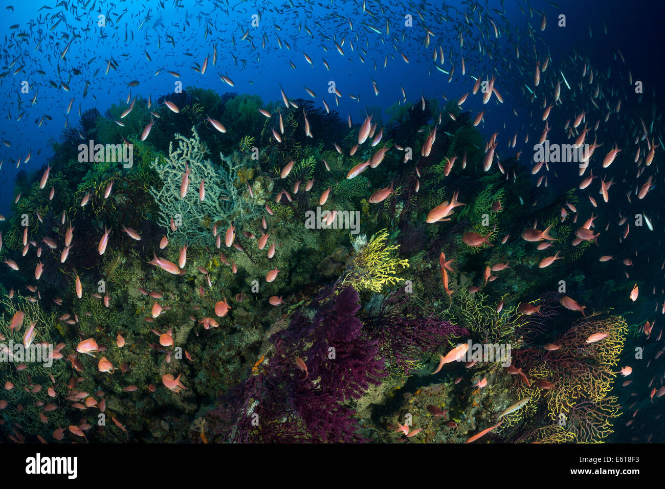 Variable swallowtail hi-res stock photography and images - Alamy