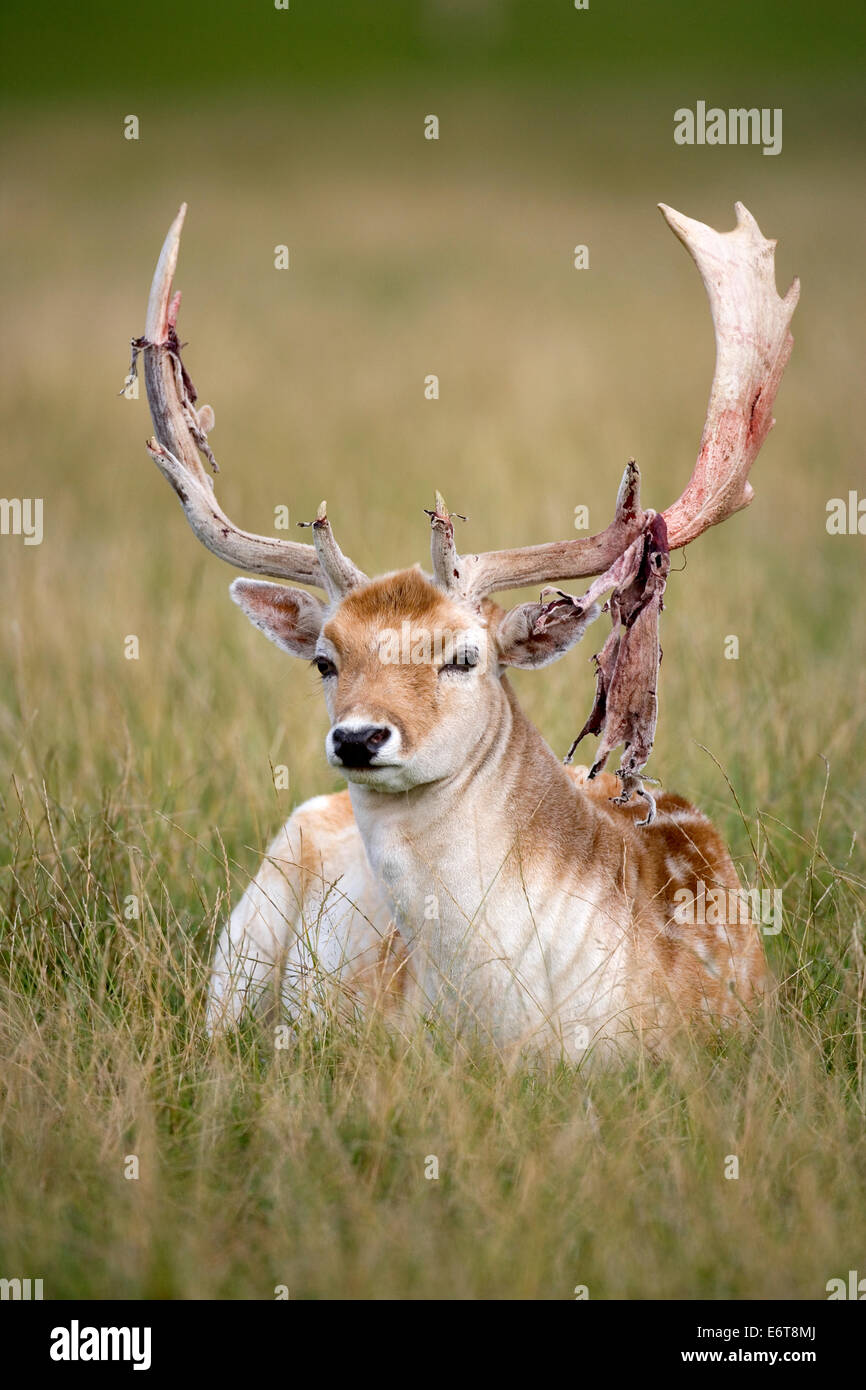Fallow Deer - Dama dama Stock Photo - Alamy