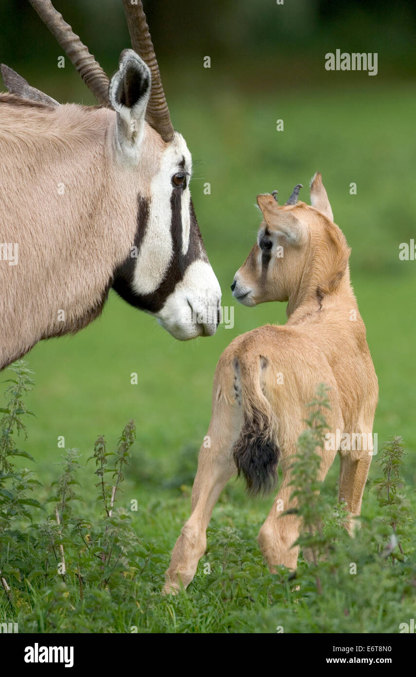 Baby Gemsbok