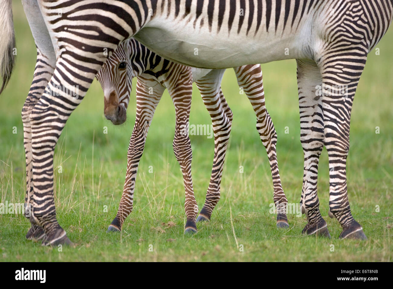Grevy's Zebra - Equus grevyi Stock Photo - Alamy
