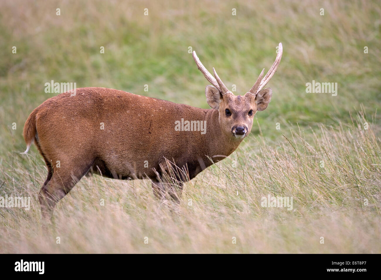 Hog deer hi-res stock photography and images - Alamy