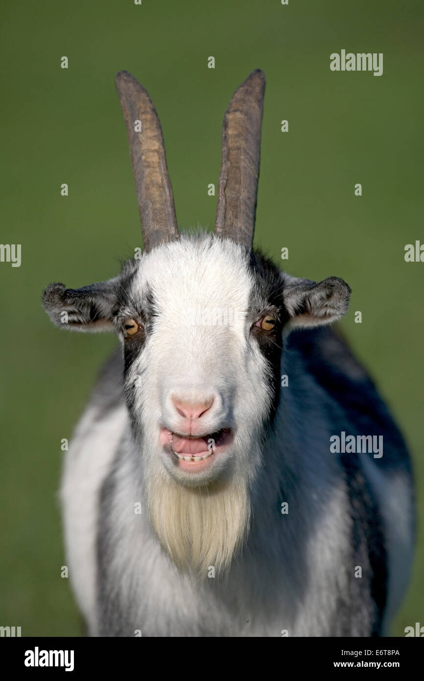 Goat - Capra hircus Stock Photo - Alamy