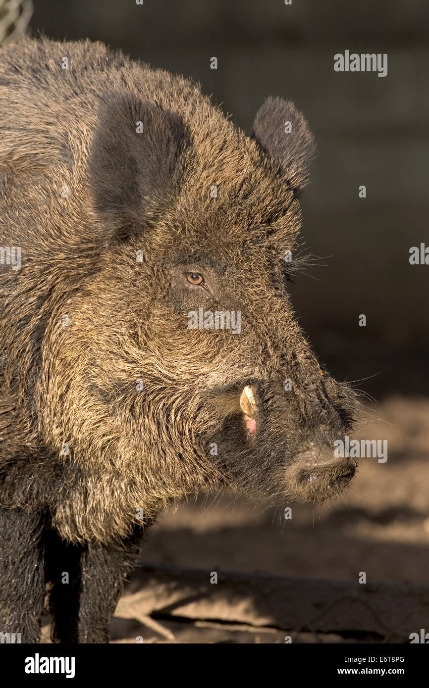 Wild boars head hi-res stock photography and images - Alamy
