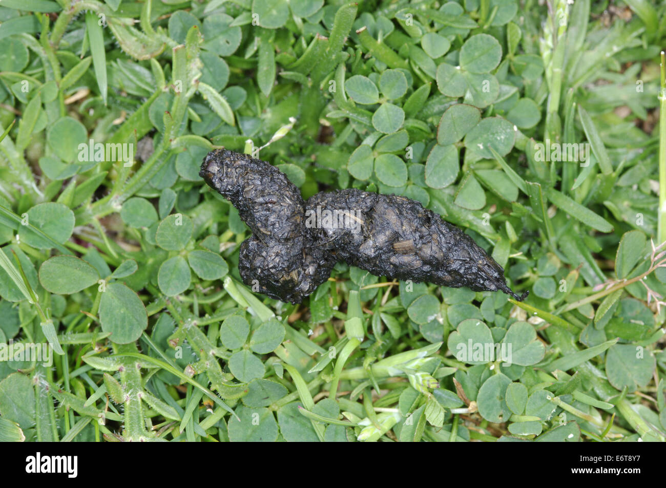 Hedgehog droppings hi-res stock photography and images - Alamy