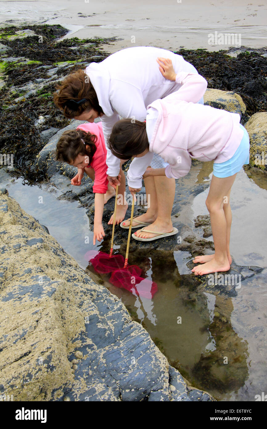 Crabs in rockpool hi-res stock photography and images - Alamy
