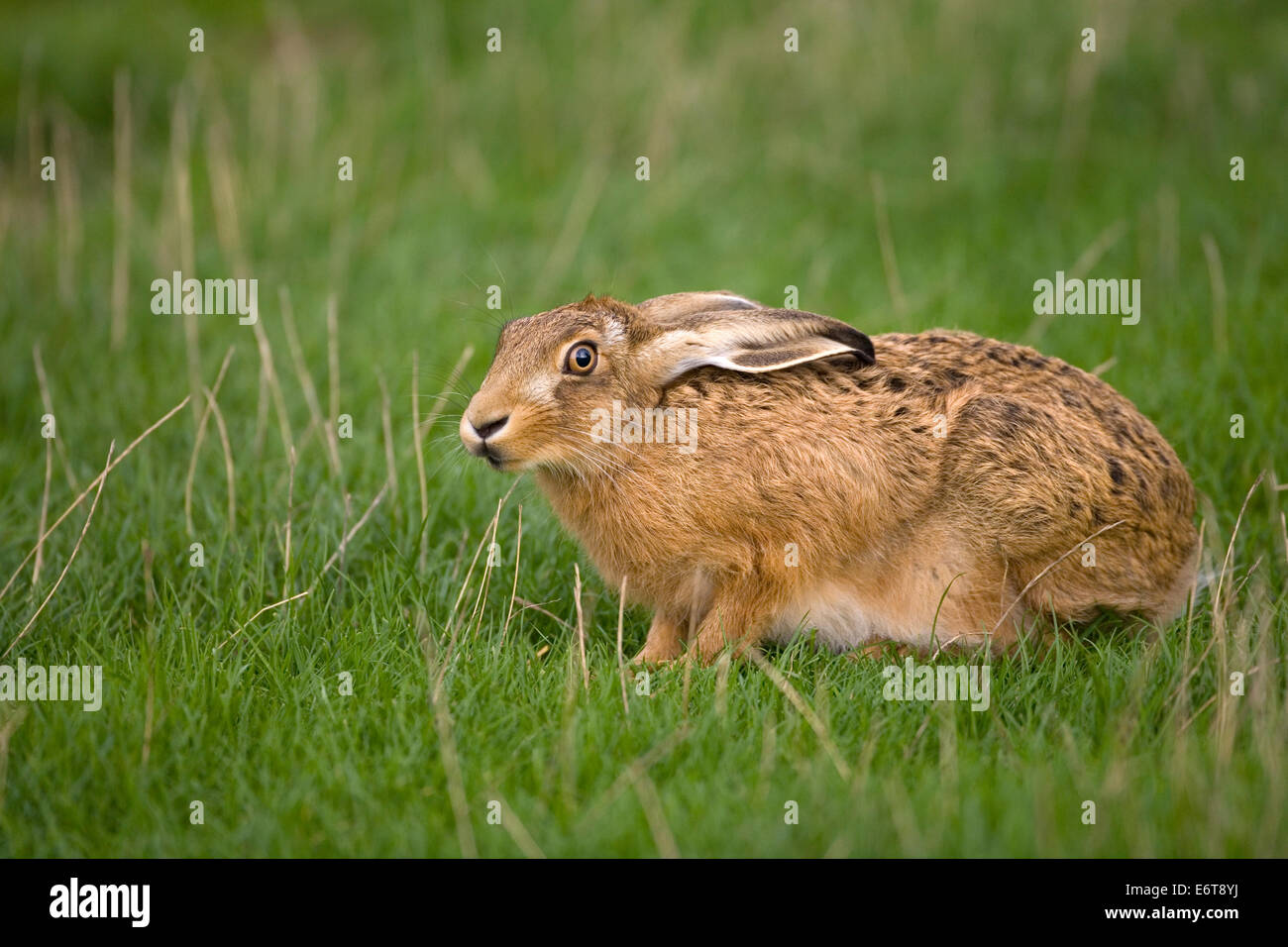 Close up brown hare lepus europaeus hi-res stock photography and images ...