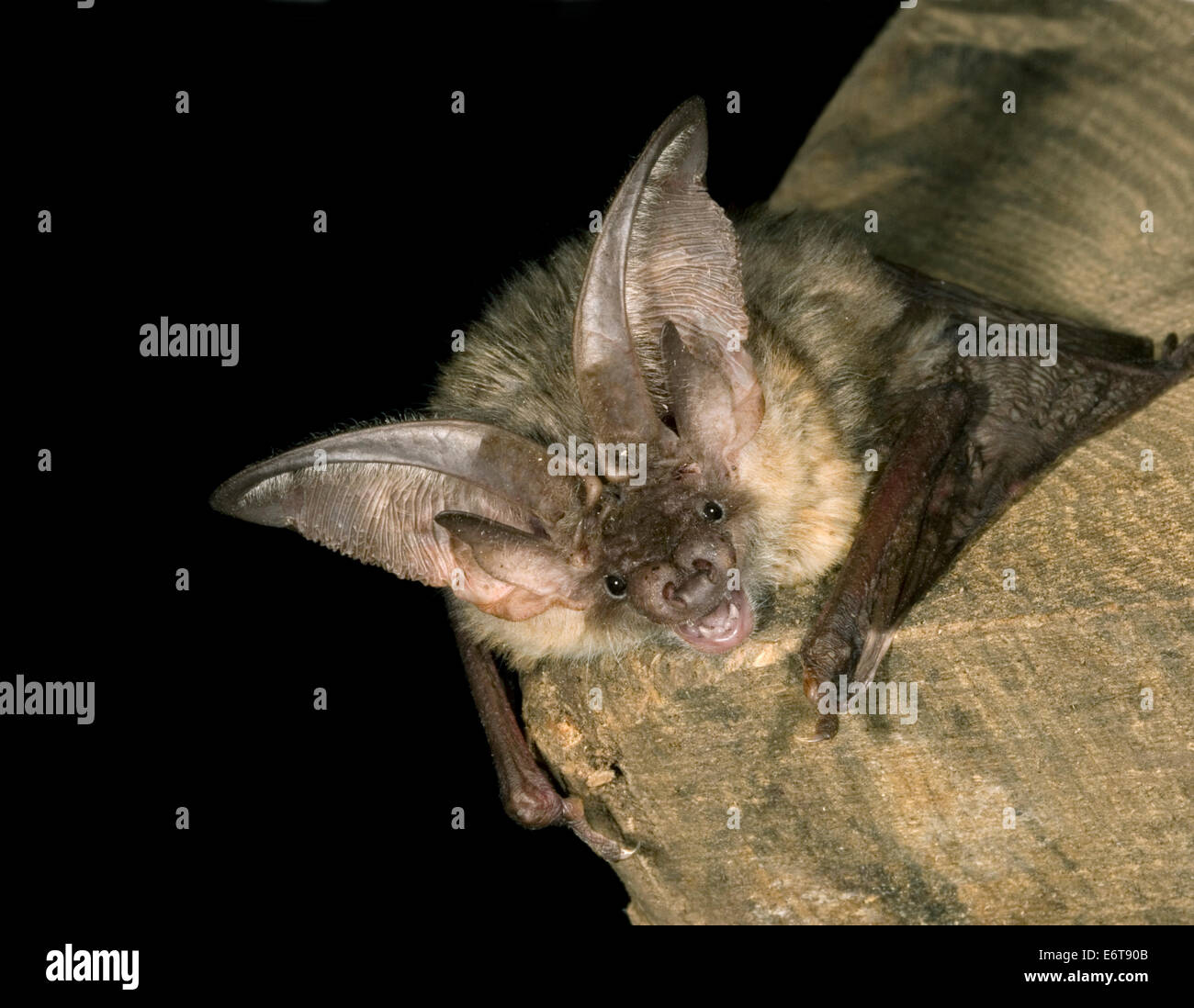 Grey Long Eared Bat High Resolution Stock Photography and Images - Alamy