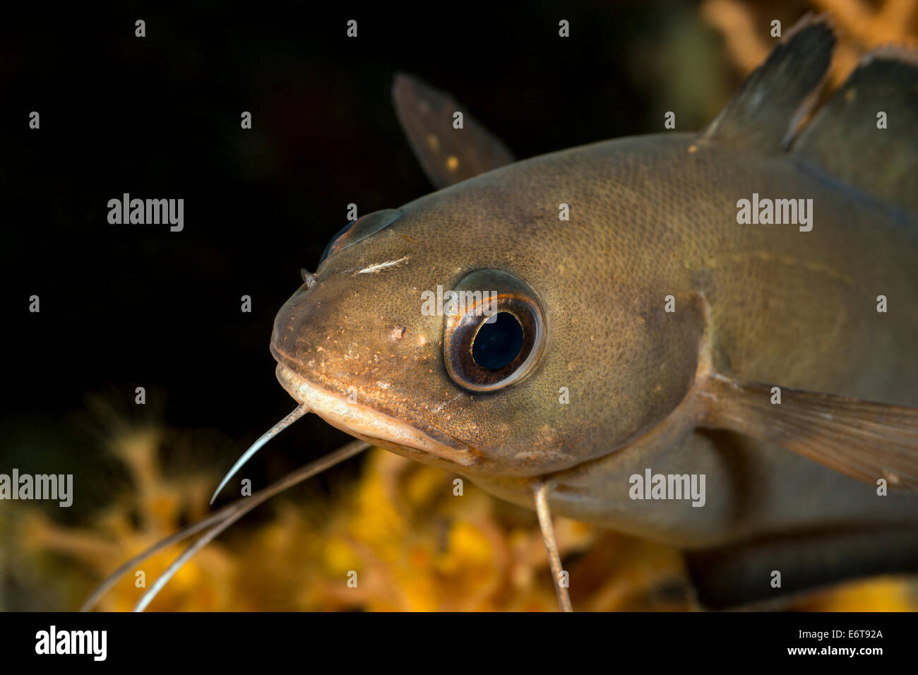 Forkbeard fish hi-res stock photography and images - Alamy