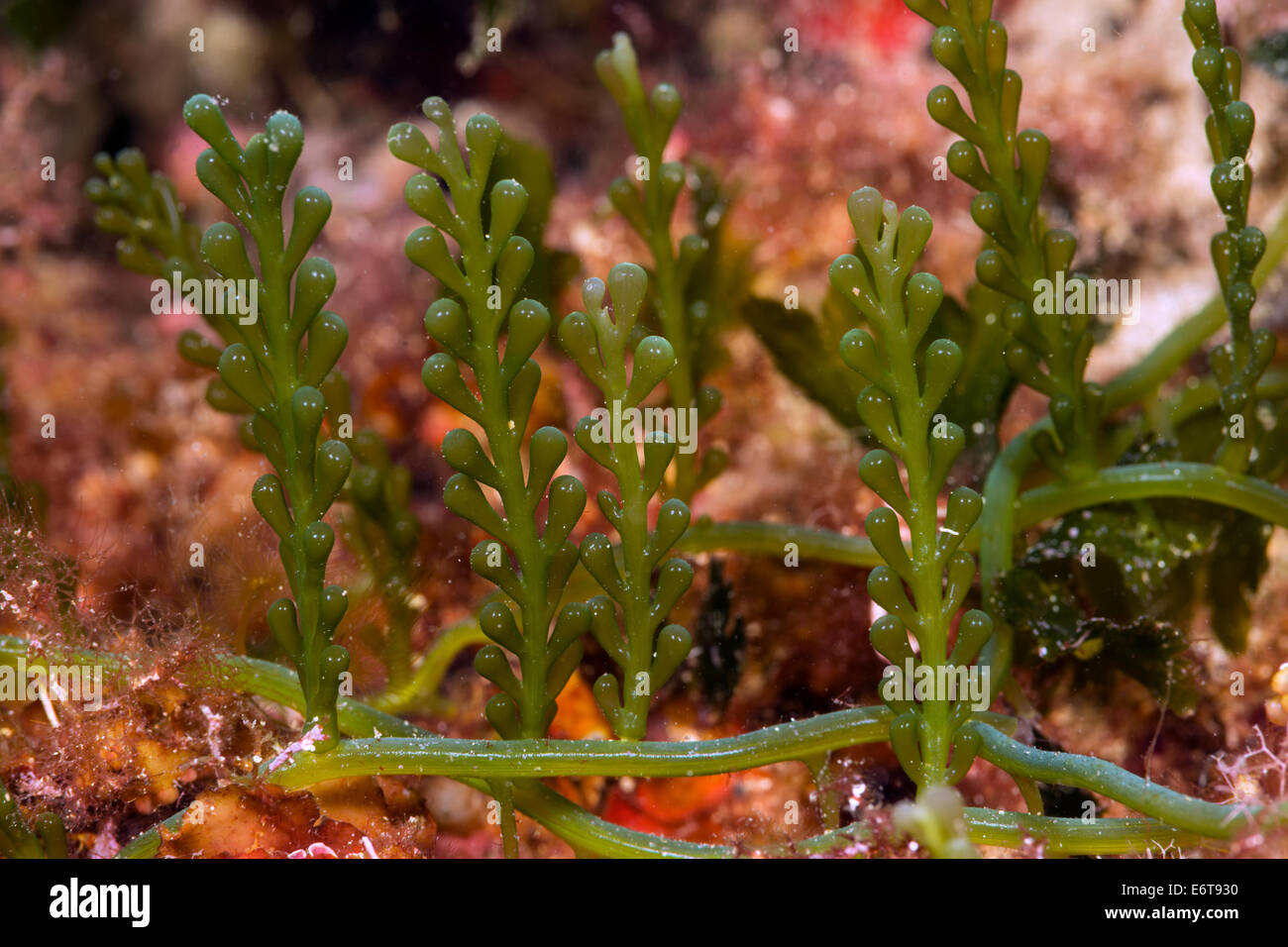 Caulerpa algae hi-res stock photography and images - Alamy