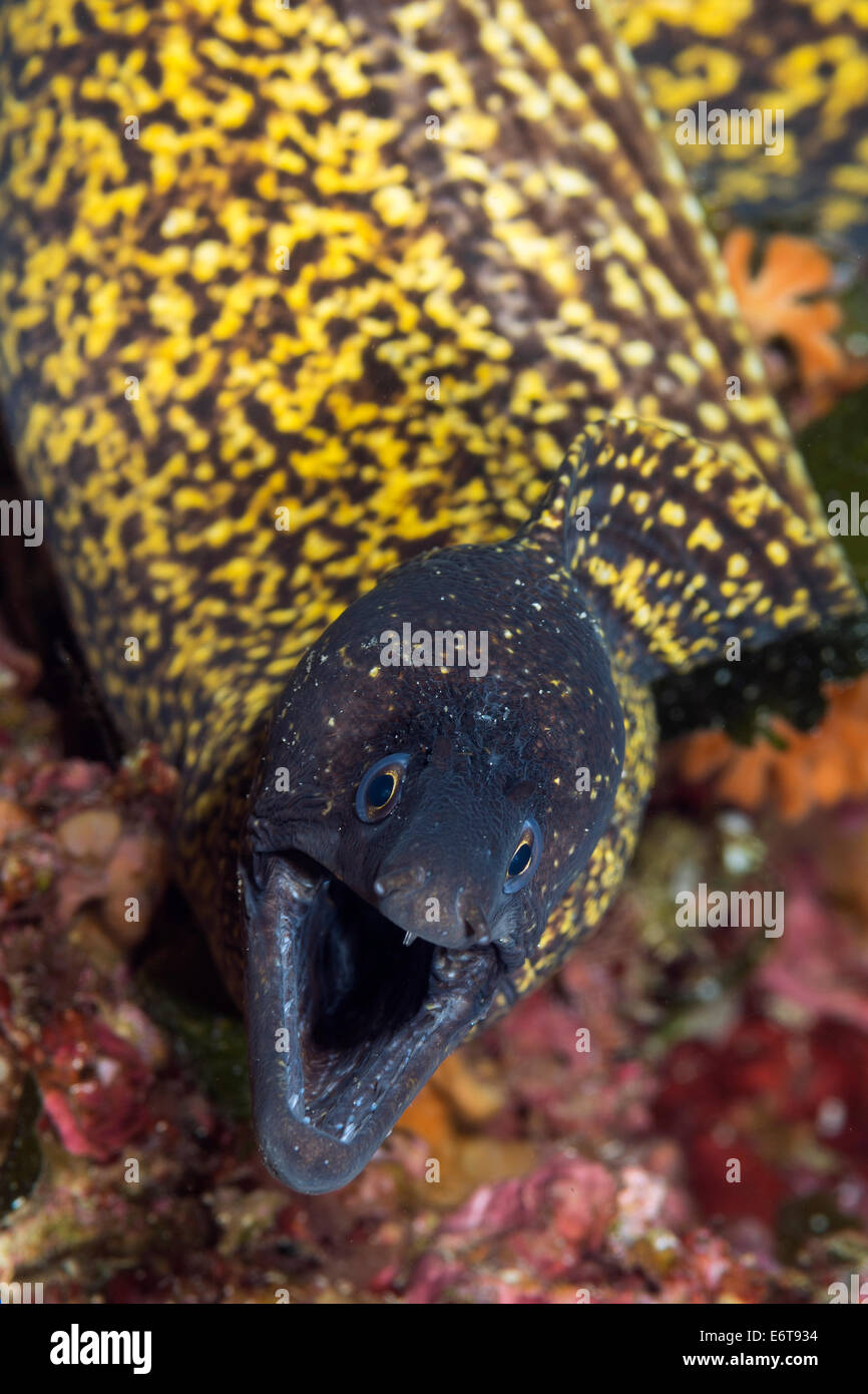 Mediterranean Moray, Muraena helena, Lastovo Island, Adriatic Sea ...