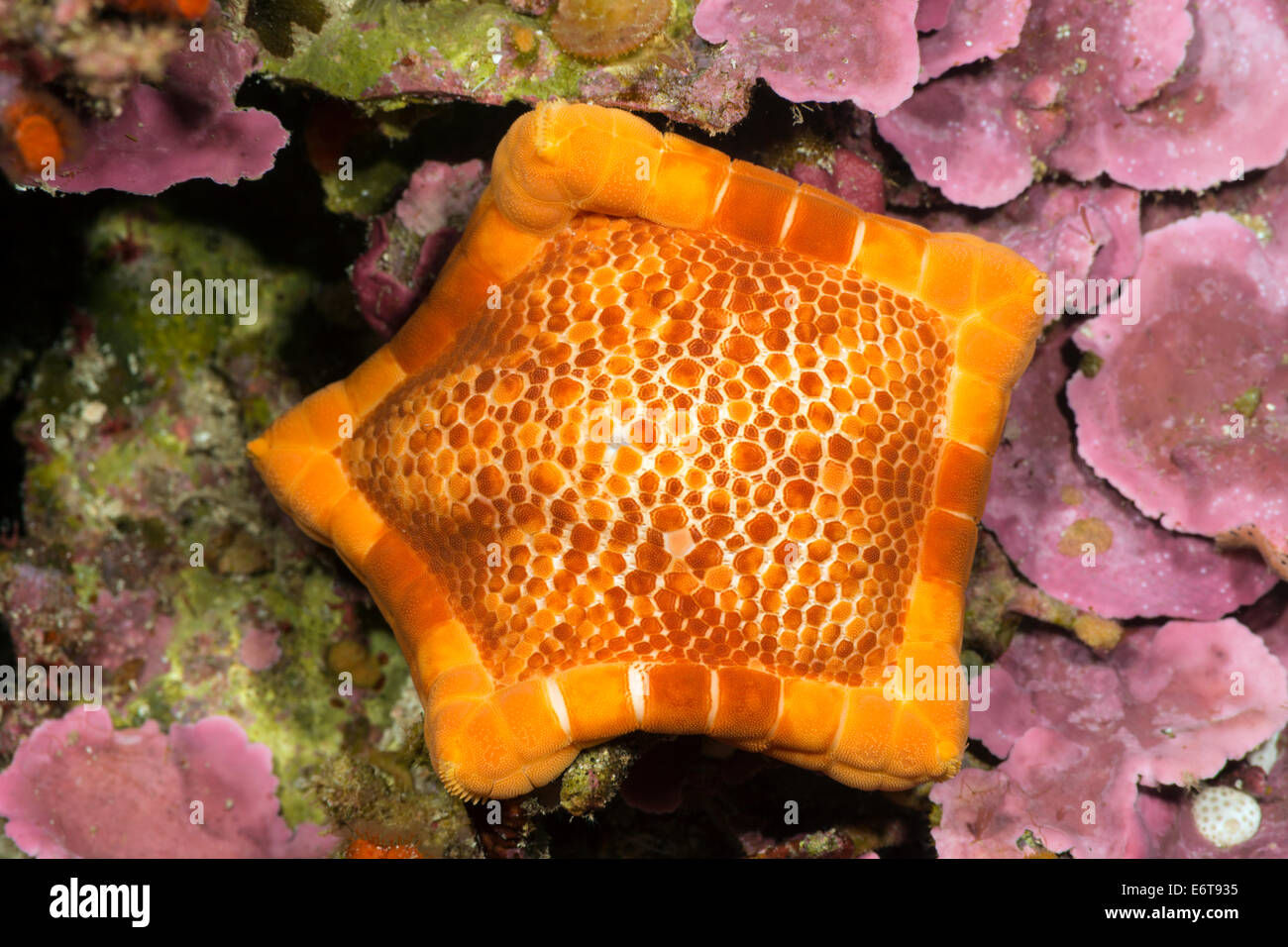 Cushion starfish, Asterina gibbosa, Lastovo Island, Adriatic Sea ...