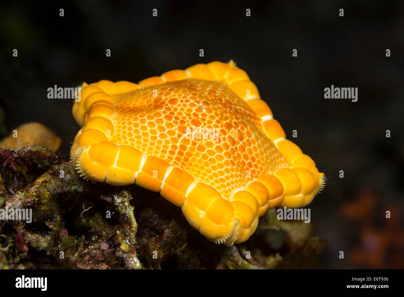 Cushion starfish, Asterina gibbosa, Lastovo Island, Adriatic Sea ...