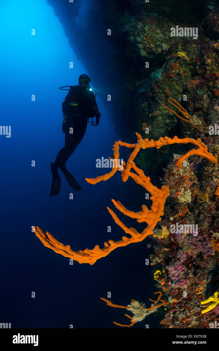Red Axinella Sponge and Diver, Axinella cannabina, Lastovo Island ...
