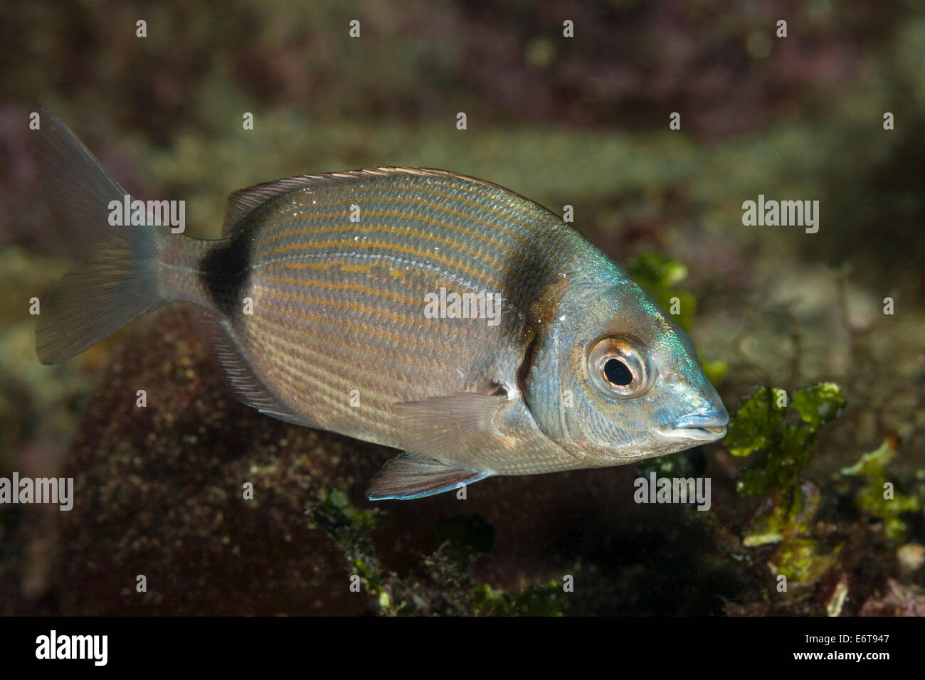Banded seabream hi-res stock photography and images - Alamy