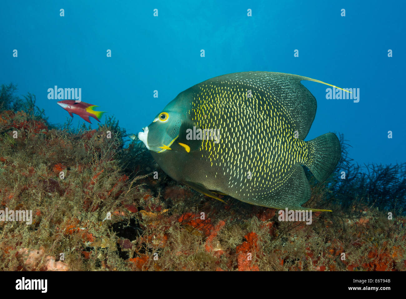 French Angelfish, Pomacanthus paru, Palm Beach, Florida, USA Stock ...
